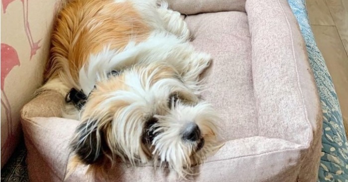 Rescued and Cherished: The Heartwarming Story of Moxie the Stray Dog