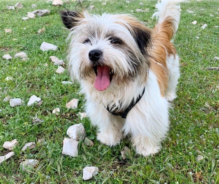 Rescued and Cherished: The Heartwarming Story of Moxie the Stray Dog