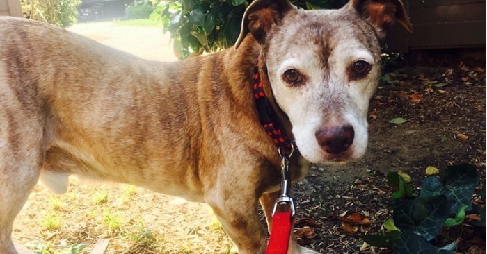 Vom Streuner zum geliebten Begleiter: Geretteter Hund findet Liebe ...